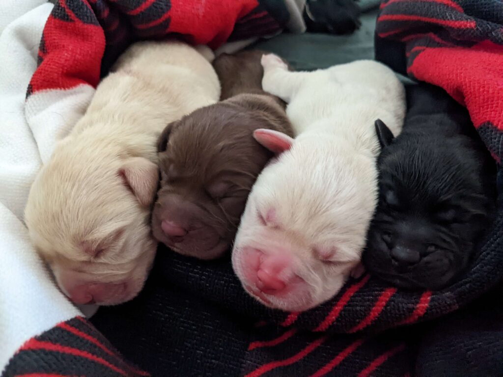 Cute White Choco Puppies Two Cute Brown Labrador Puppies Stock Photo